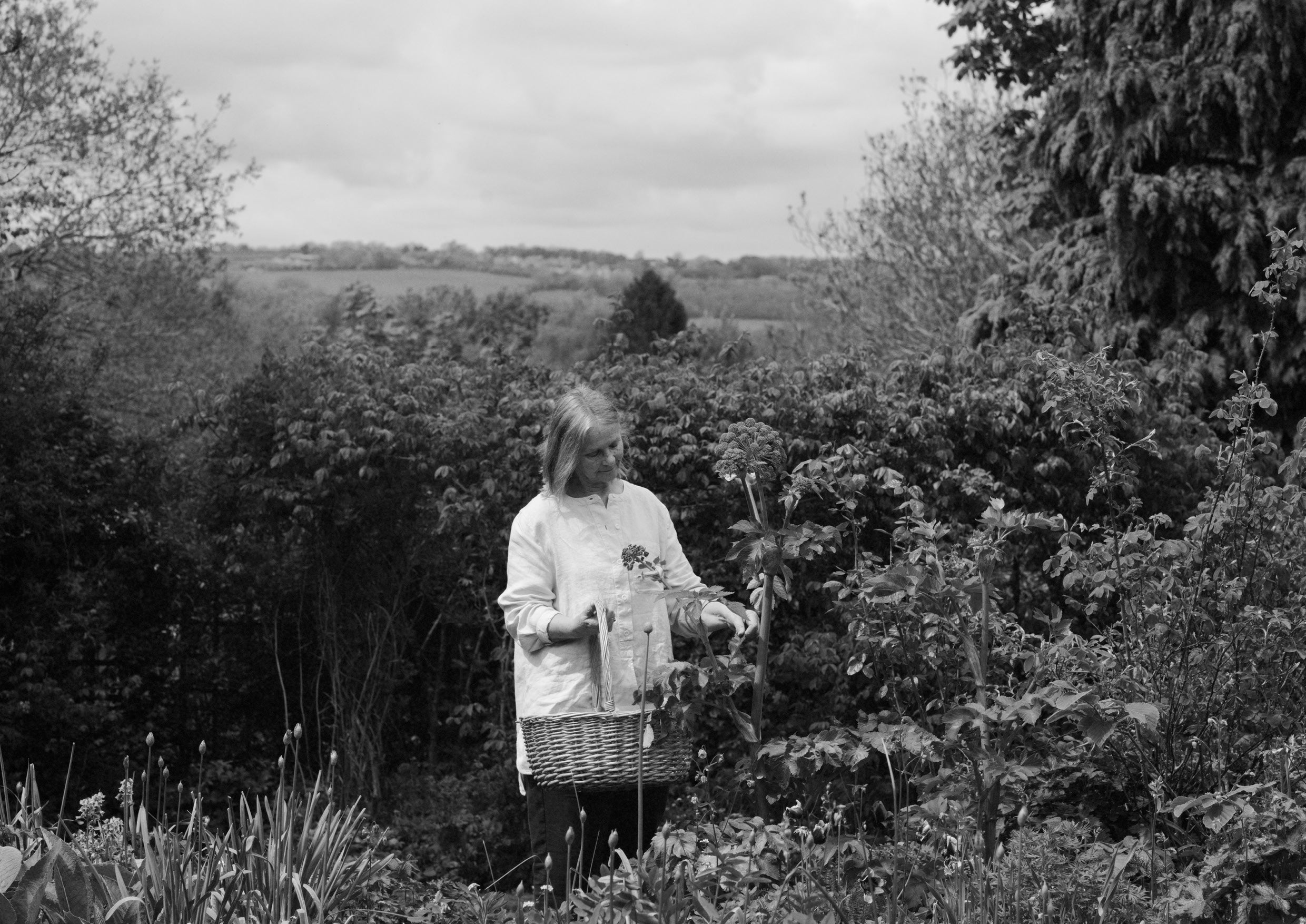 Harnessing the Power of Plants with Herbalist Anne McIntyre | TOAST ...