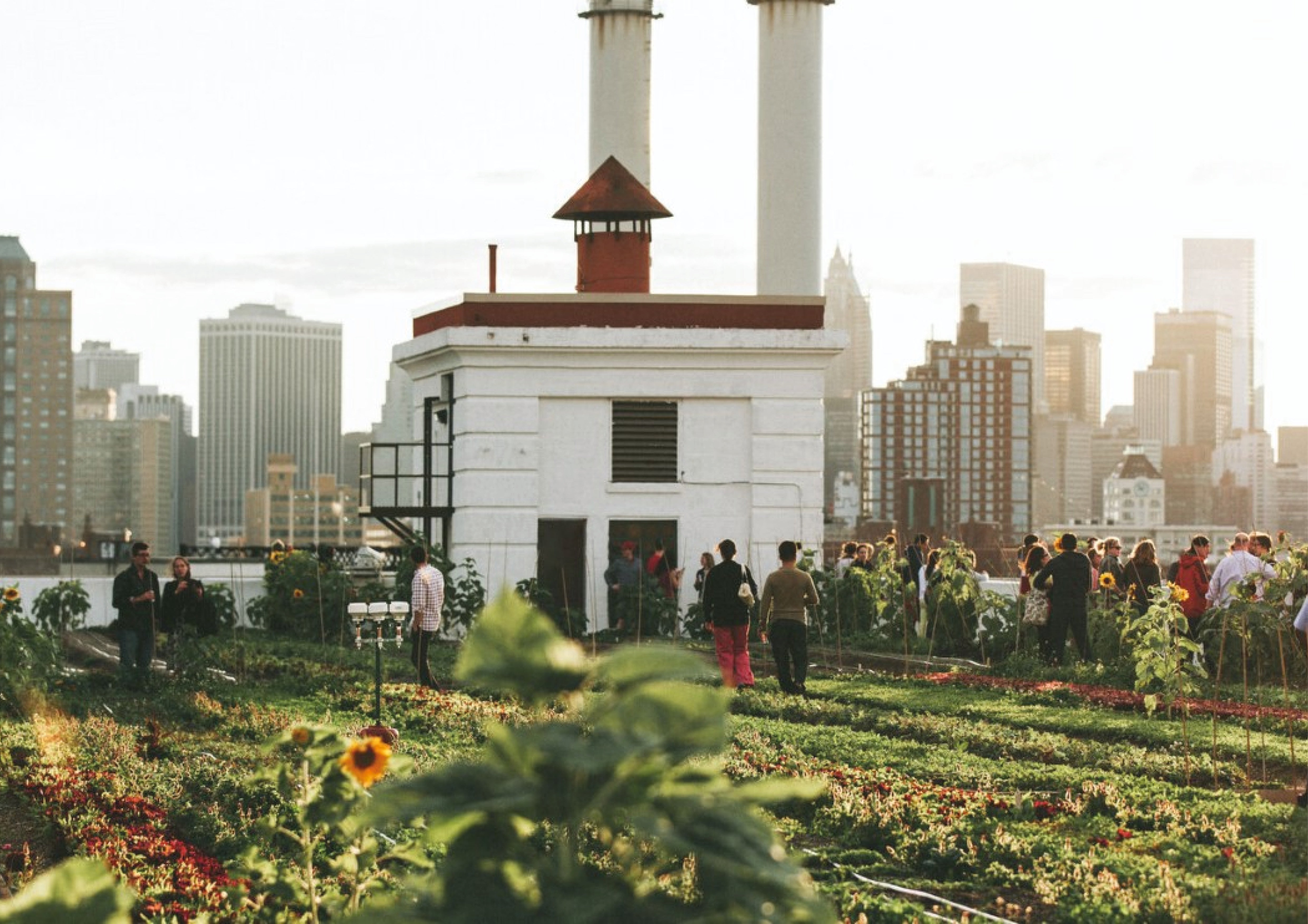 Brooklyn Grange | A Rooftop Farm in New York | TOAST Magazine