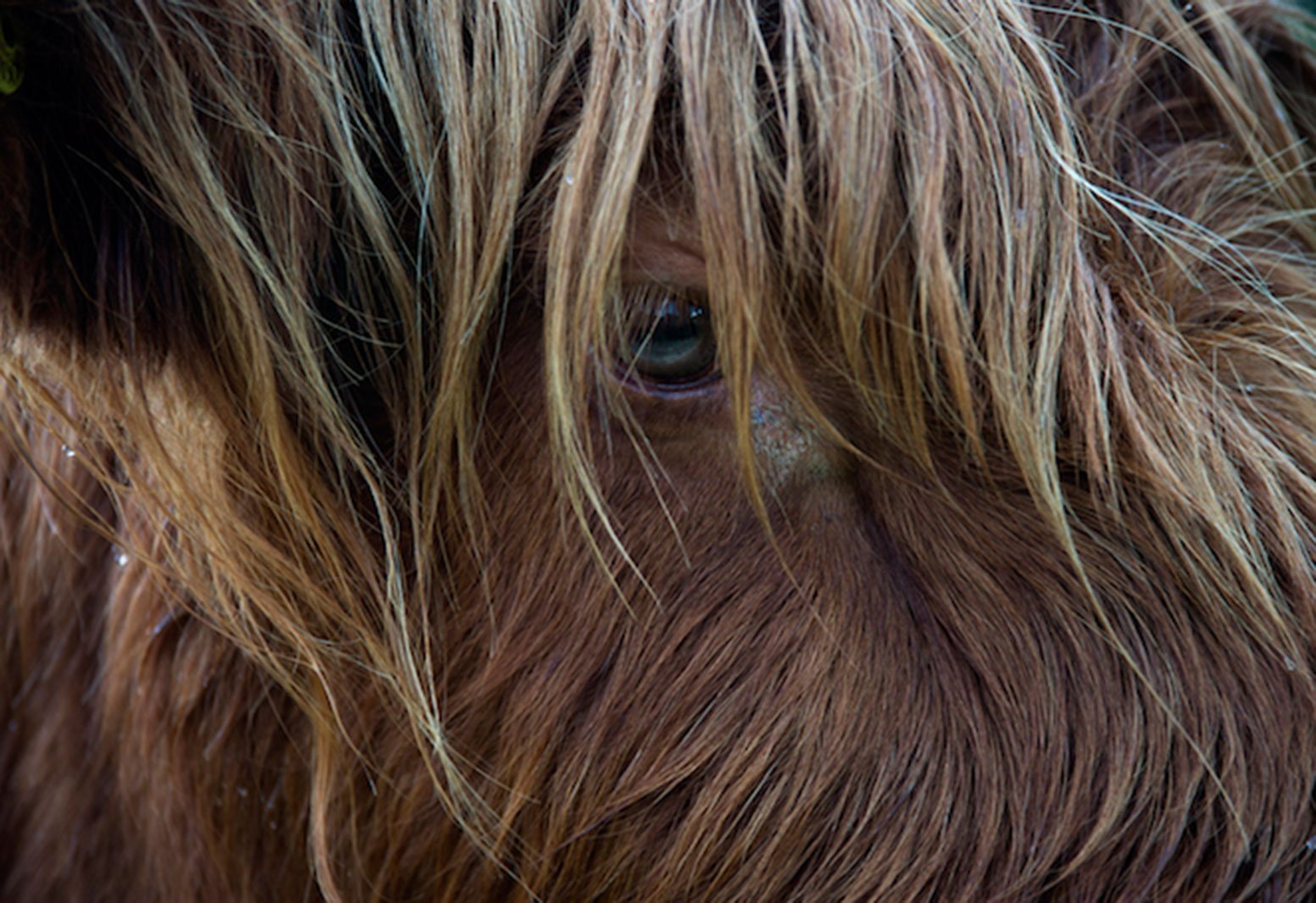 THE DROVING PROJECT | TOAST Magazine