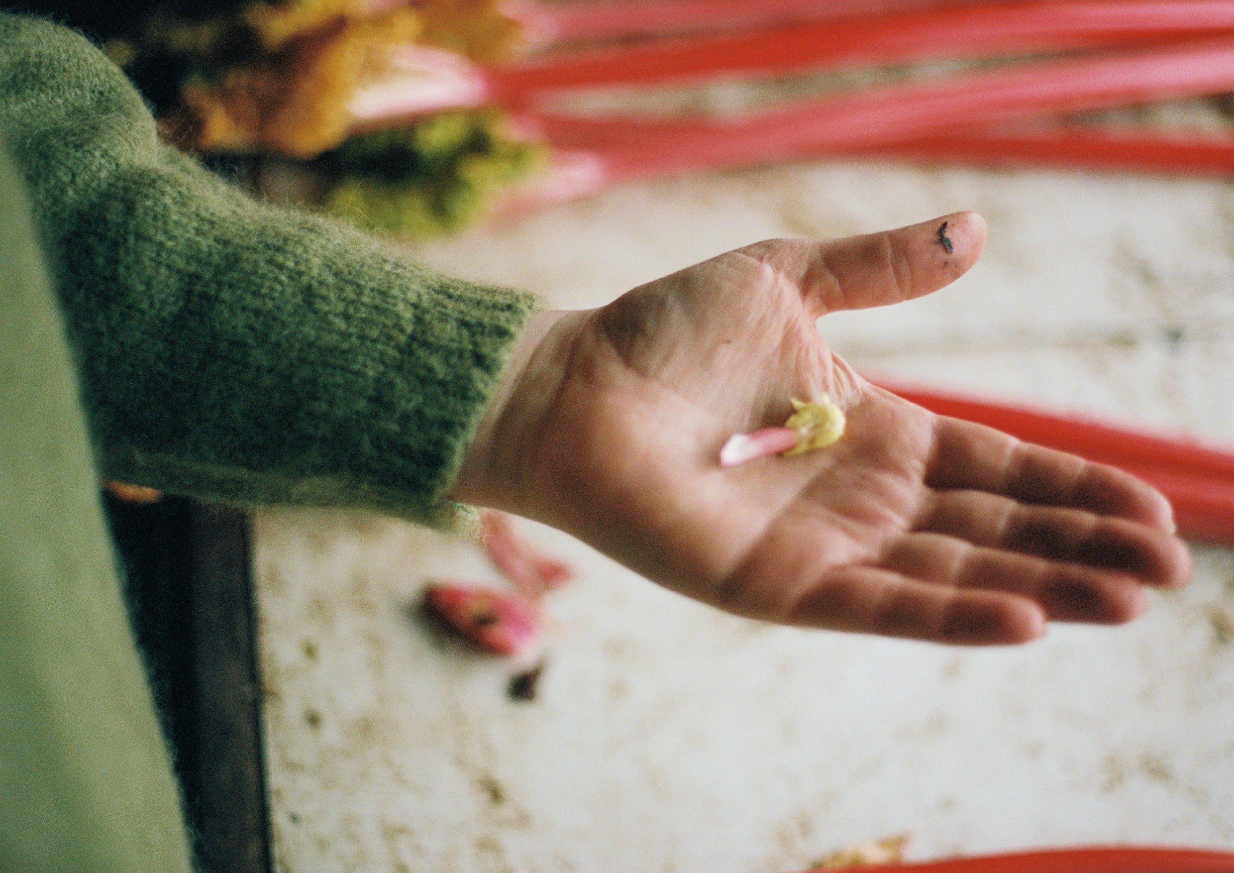 The Secret Life of Yorkshire Rhubarb | TOAST Magazine