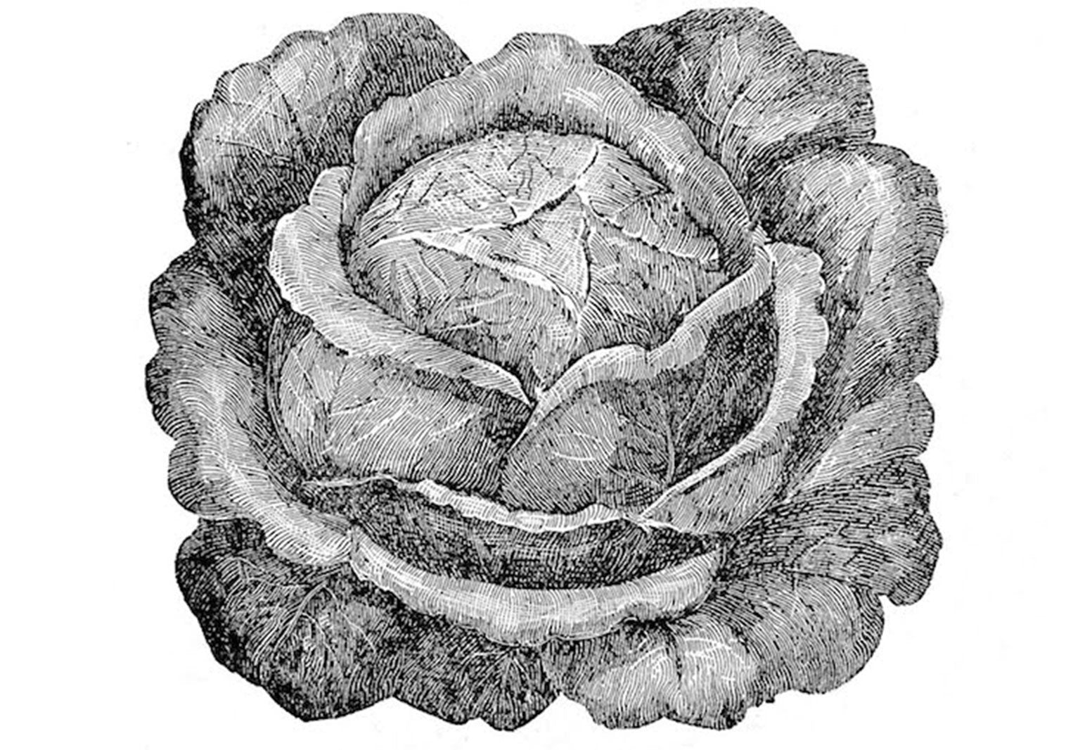 SEVEN A DAY | TOAST Magazine