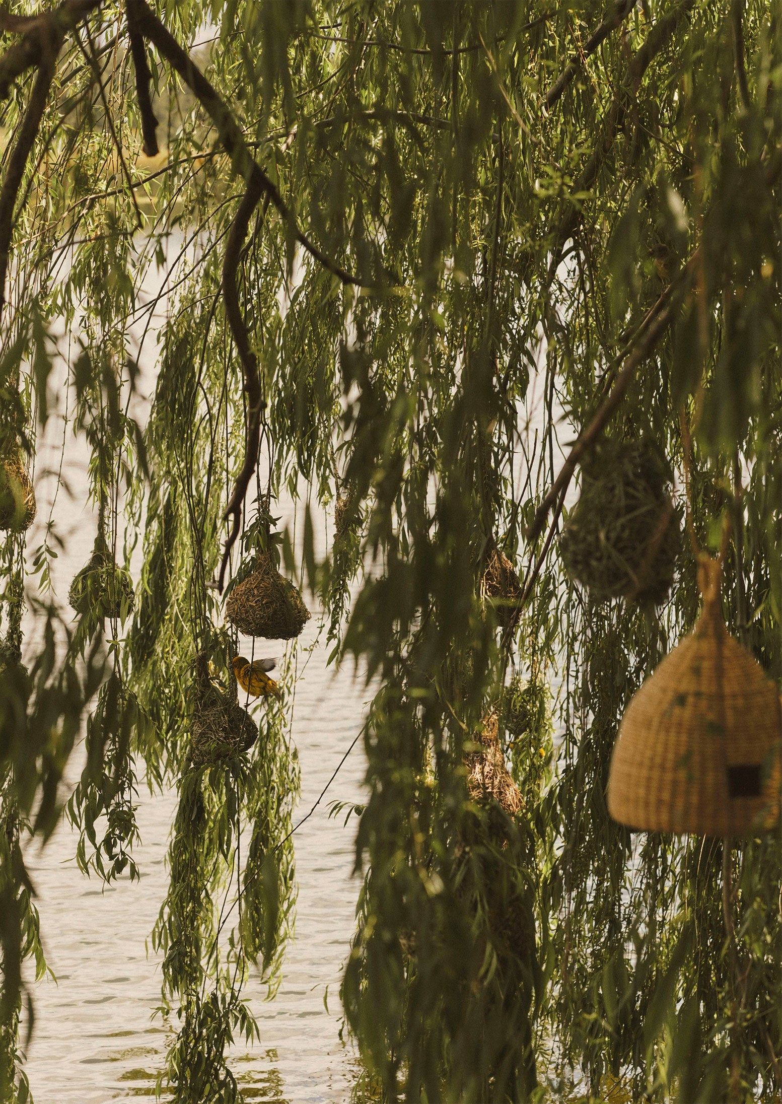 Veta Vera Grass Bird Nester | Natural | TOAST